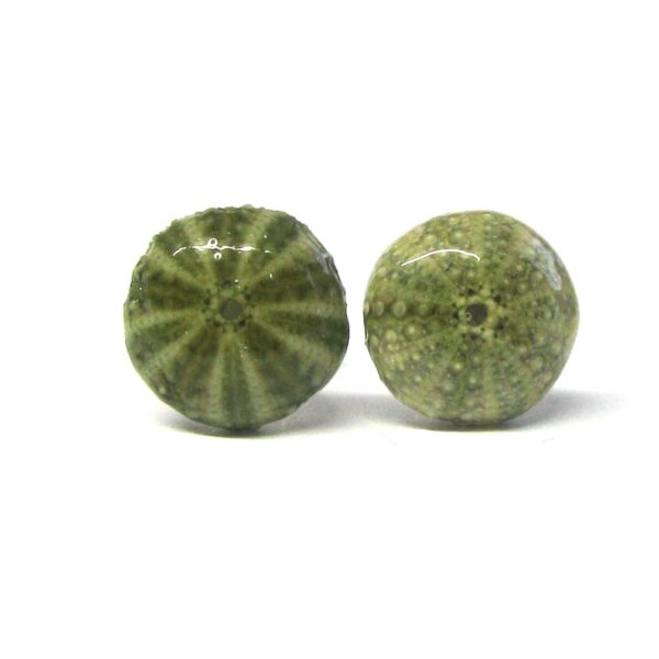 Sea Urchin / Kina Shell Studs - Rambling Rose